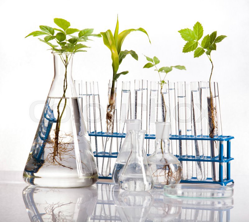 Science experiment with plant ... | Stock image | Colourbox