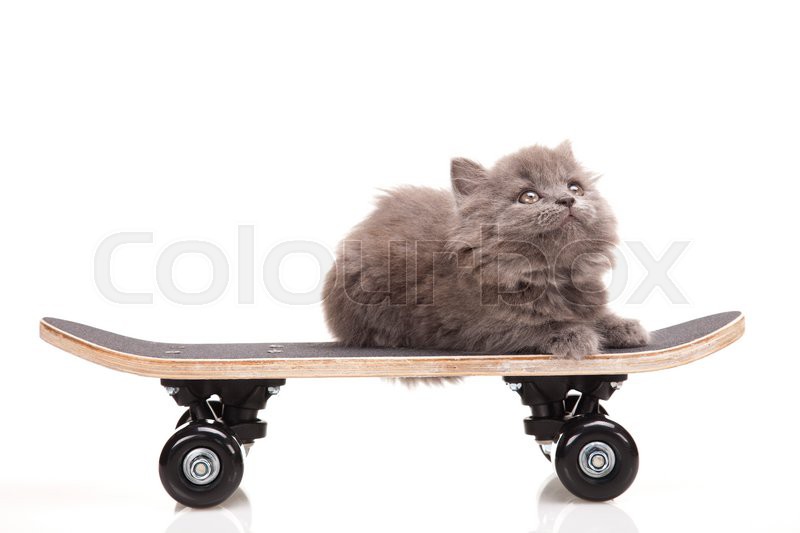 Skateboarding cat, cute pet colorful ... | Stock image | Colourbox