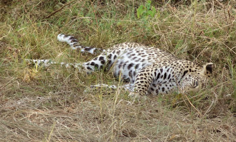 A leopard resting on the ground in the ... | Stock image | Colourbox