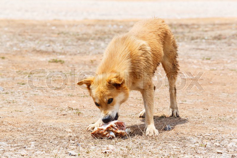 Close up dirty stray dog try to hold ... | Stock image | Colourbox