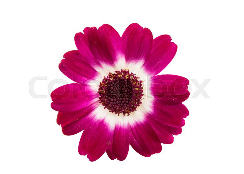 Small beautiful flowers on a white ... | Stock Photo | Colourbox