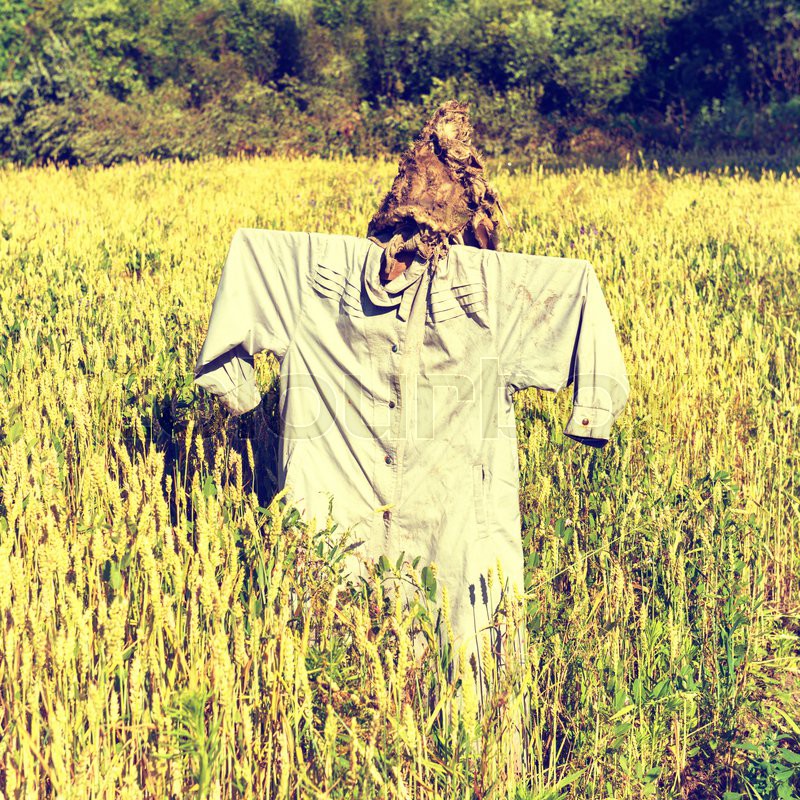 Scarecrow on the field full of wheat. ... | Stock image | Colourbox