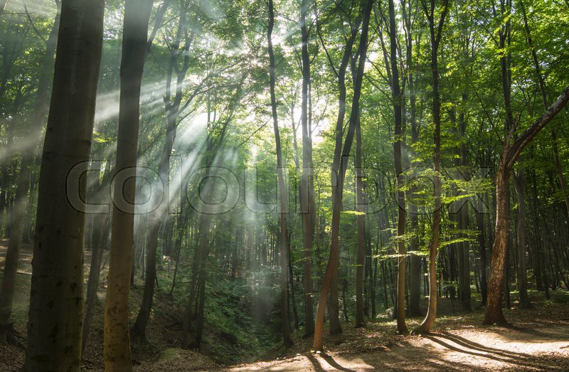 Sunbeams in woods. Bright Sun rays ... | Stock image | Colourbox
