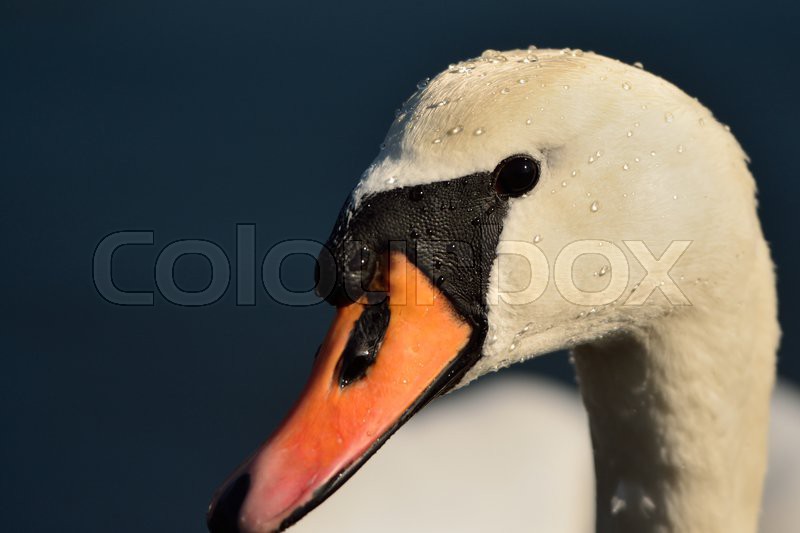 En svane er en stort fugl, når den ... | Stock foto | Colourbox