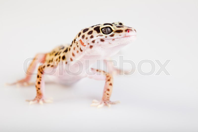 Gecko reptile, Lizard, bright colorful ... | Stock image | Colourbox