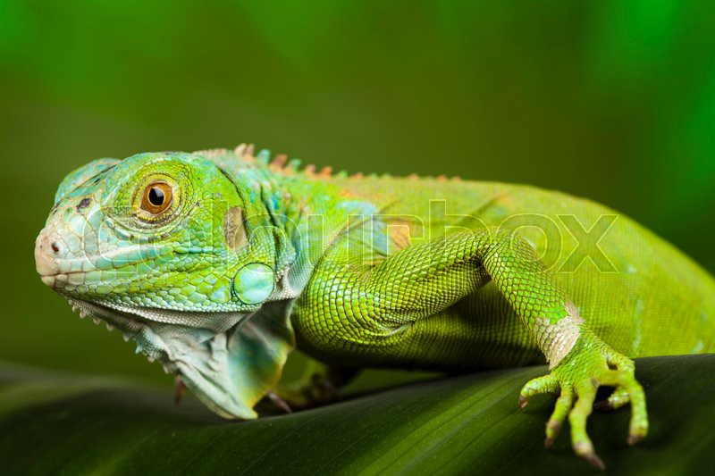 Multi Colored Iguana