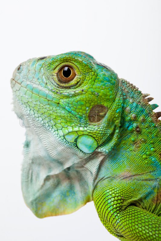 Multi Colored Iguana