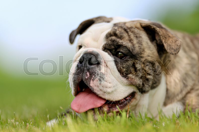 Purebred adult bulldog photographed ... | Stock image | Colourbox