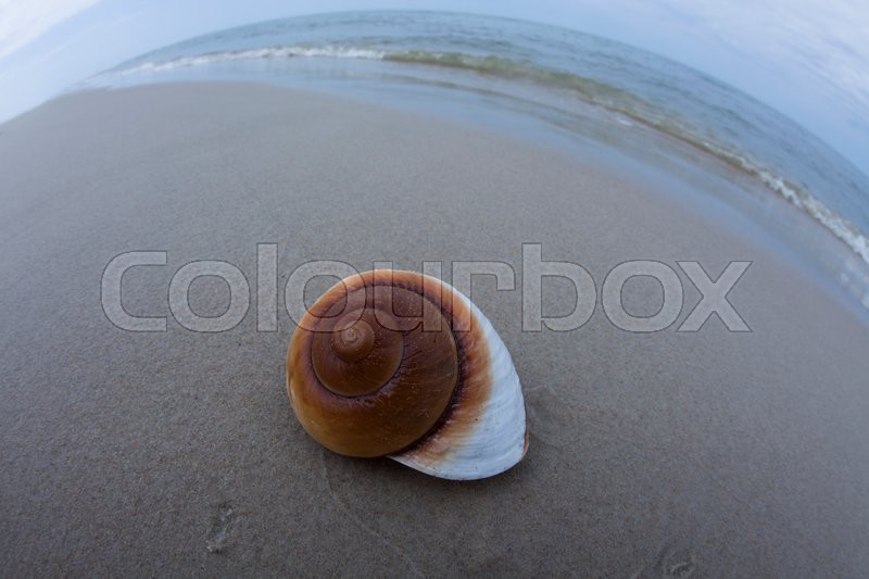 Beautiful sea shell, bright colorful ... | Stock image | Colourbox