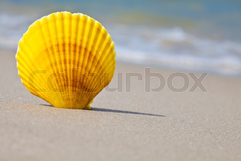 Beautiful sea shell, bright colorful ... | Stock image | Colourbox