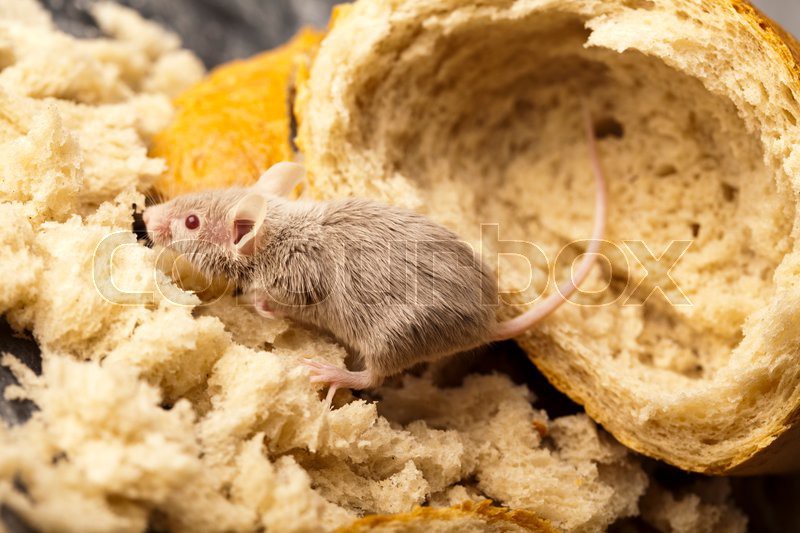 Mouse and bread, rural vivid colorful ... | Stock image | Colourbox