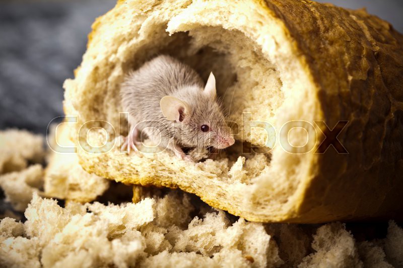 Mouse and bread, rural vivid colorful ... | Stock image | Colourbox