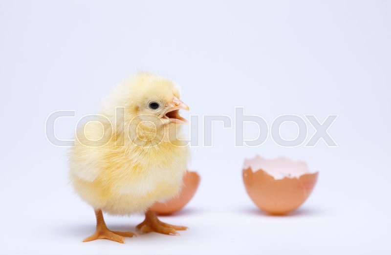 Baby chick, springtime colorful bright ... | Stock image | Colourbox