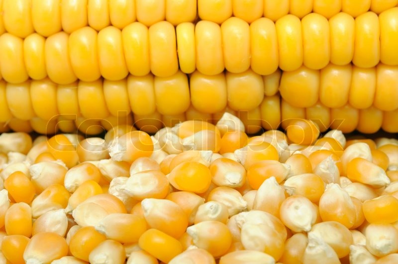 Mealies, seed, kernel | Stock Photo | Colourbox