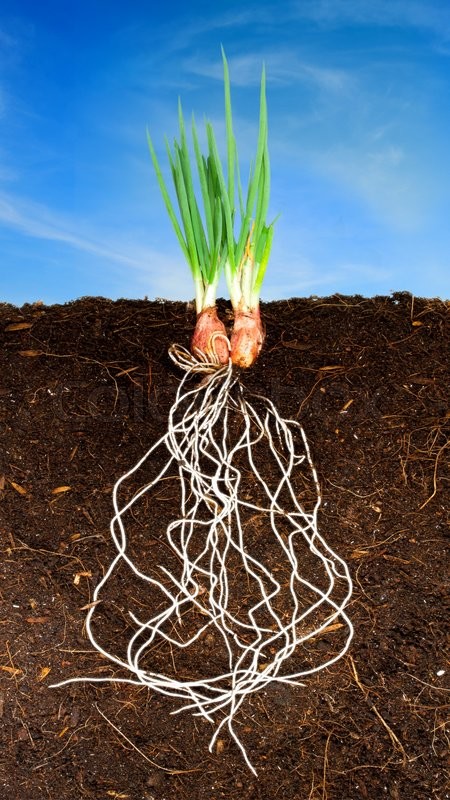 Onion Growing plant with underground ... | Stock image | Colourbox