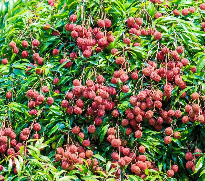 Lychee fruit Asia Thailand | Stock image | Colourbox