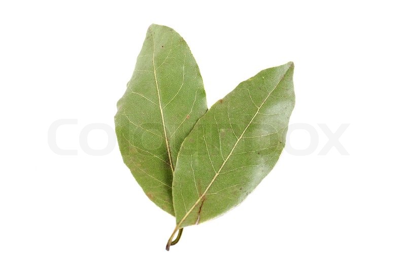 Laurel leaves on a white background. ... | Stock image | Colourbox