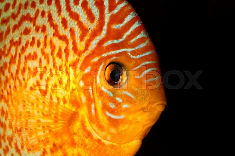 Orange Discus Fish