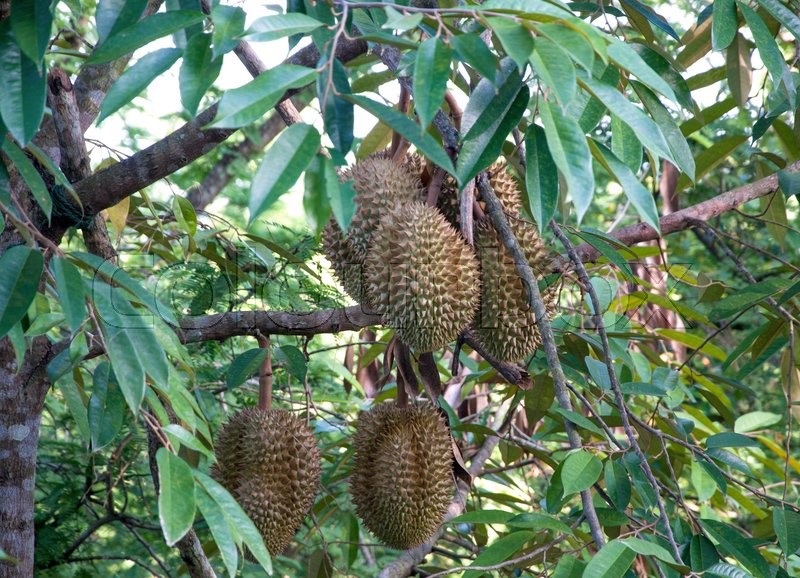 Durian Tree