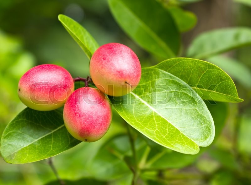 Crimson fruit or Carissa carandas L. is ... | Stock image | Colourbox