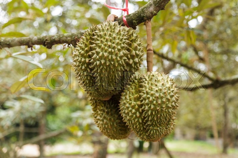Tropical Rainforest Durian Tree