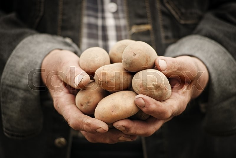 Close-up of male hands holding a potato ... | Stock image | Colourbox