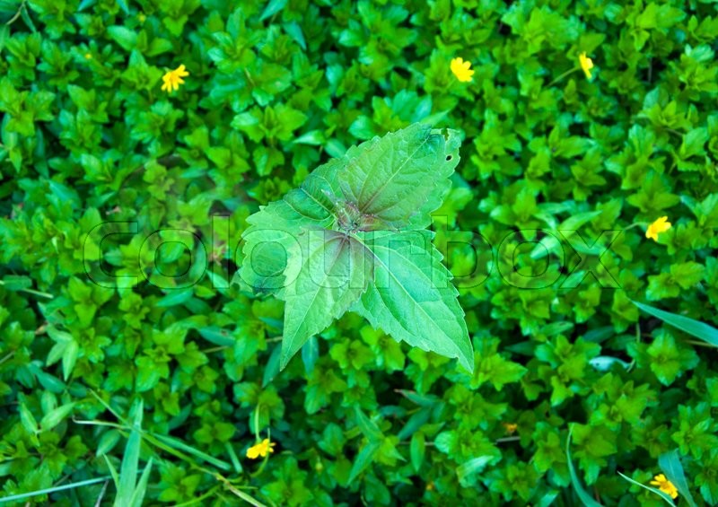 Small plants in green leaf background | Stock image | Colourbox
