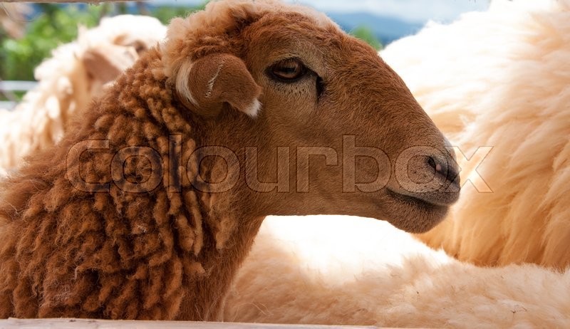 Head of brown sheep, Thailand. | Stock image | Colourbox