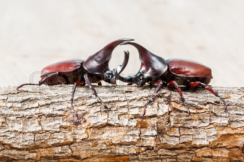 Close up fighting beetle or Siamese ... | Stock image | Colourbox