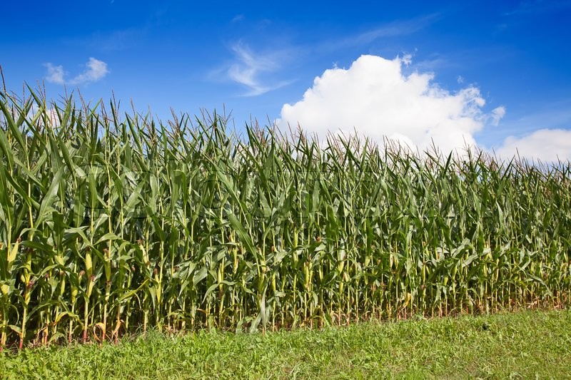 Corn field under blue sky with some ... | Stock image | Colourbox