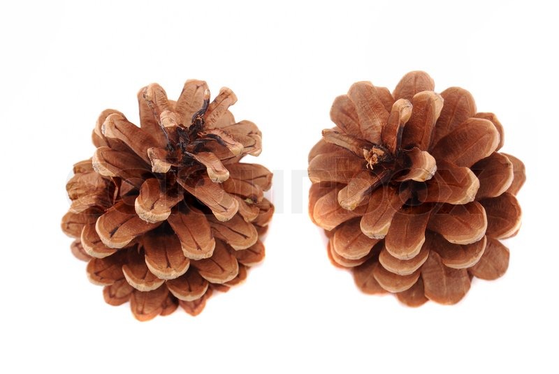 Fur-tree and pine cones on a white ... | Stock Photo | Colourbox