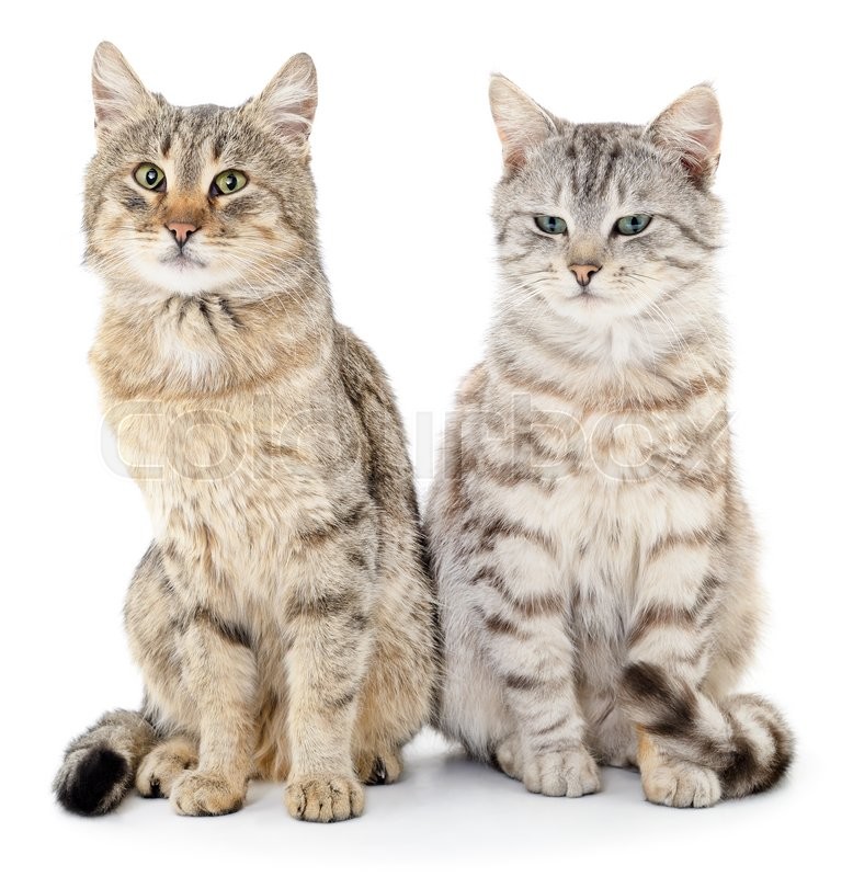 Two grey cats on a white background. | Stock image | Colourbox