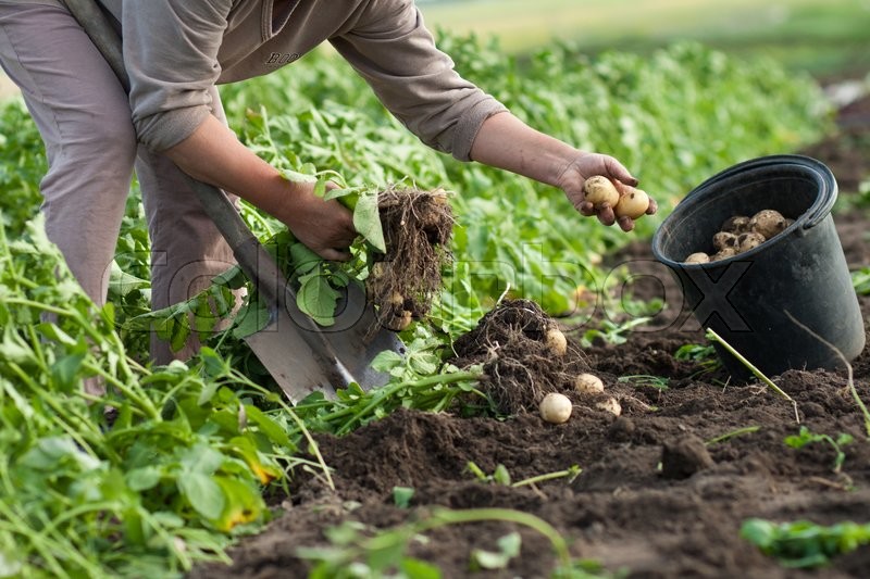 Woman digging up new crop of potatoes ... | Stock image | Colourbox
