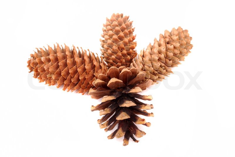 Fur-tree and pine cones on a white ... | Stock Photo | Colourbox