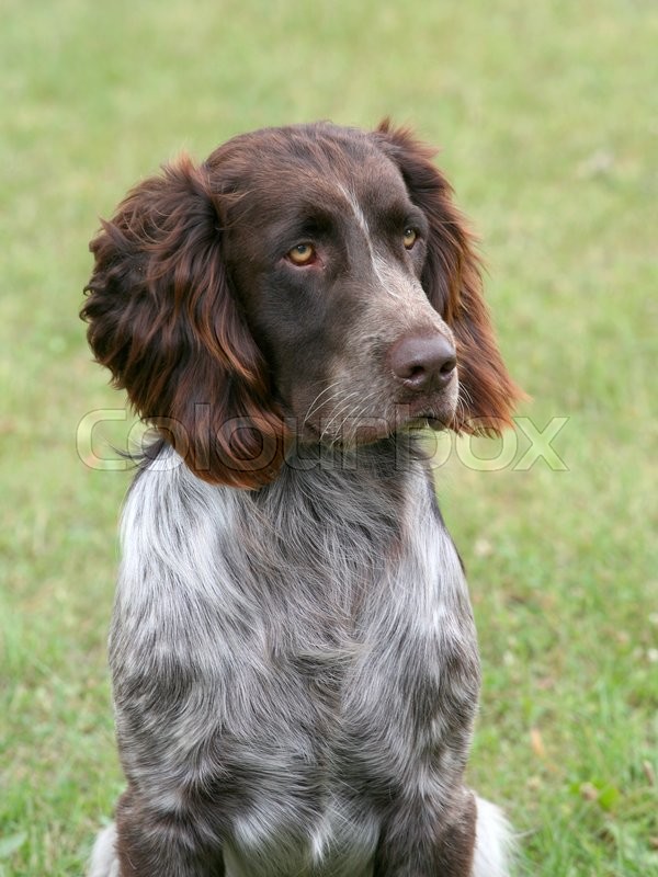 The portrait of German Spaniel dog in ... | Stock image | Colourbox