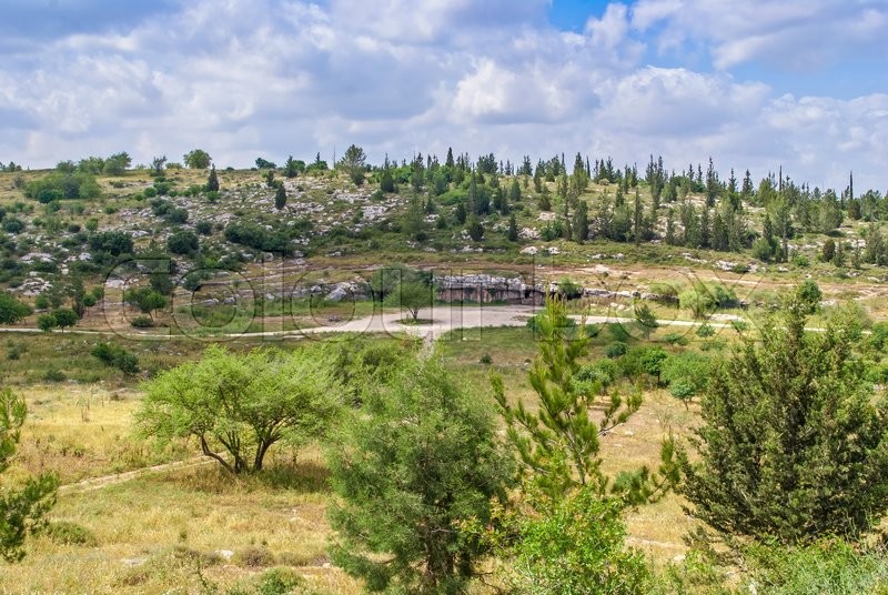 Israel landscape, forest, mountains ... | Stock image | Colourbox