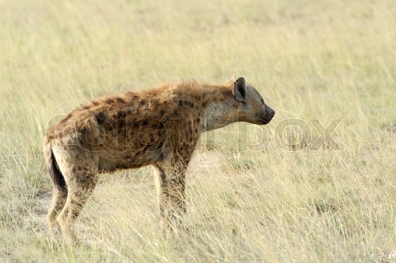 Spotted Hyena (Crocuta crocuta) in the ... | Stock image | Colourbox
