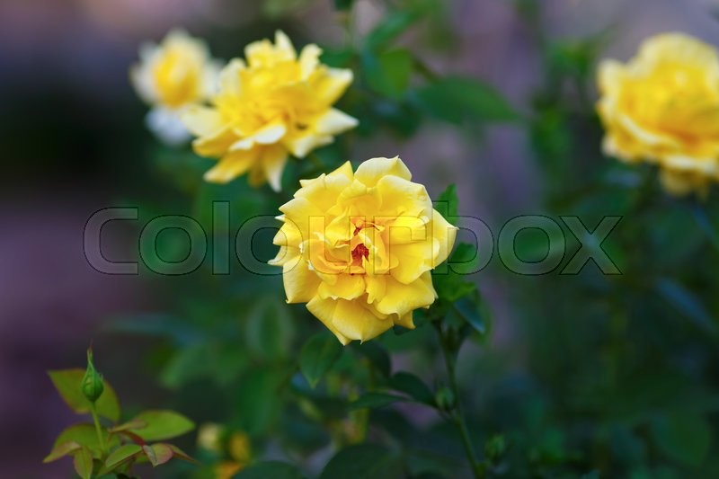 Field Of Yellow Roses