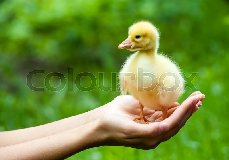 Duck With Human Arms