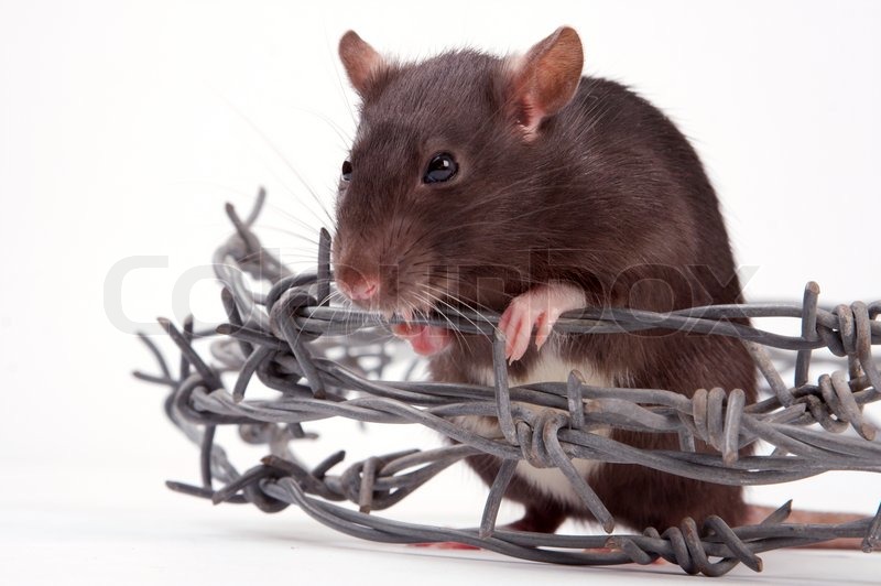 Rats very clever and artful rodents | Stock image | Colourbox