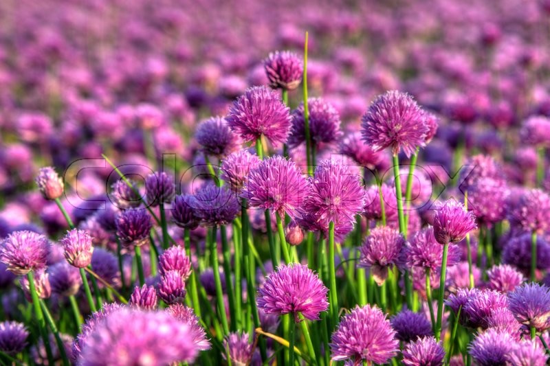 Mark med purløg. Field of chives. | Stock foto | Colourbox