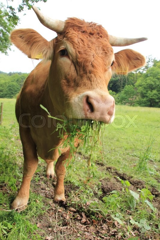 The hungry cow eats grass in the ... | Stock image | Colourbox