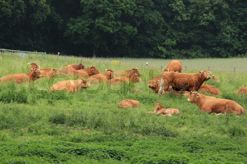 The flock with cows are lazy and sit in ... | Stock image | Colourbox
