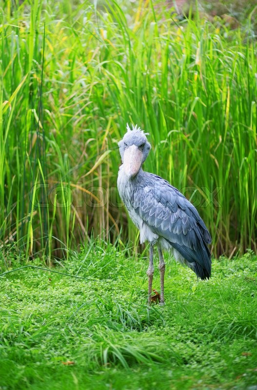 Shoebill in the natural environment, ... | Stock image | Colourbox