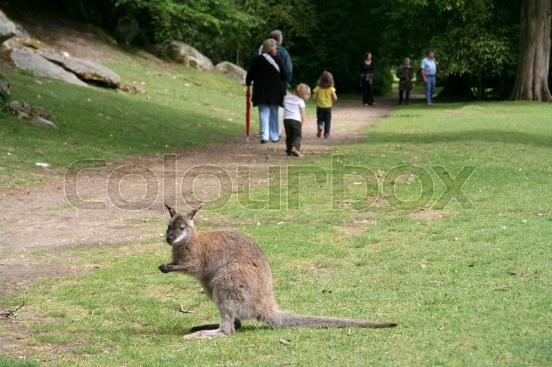 Small kangaroo in a natural park with ... | Stock image | Colourbox