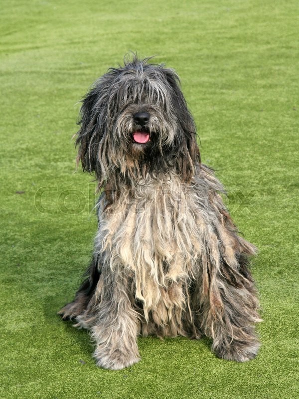 The portrait of Bergamasco Shepherd dog ... | Stock image | Colourbox