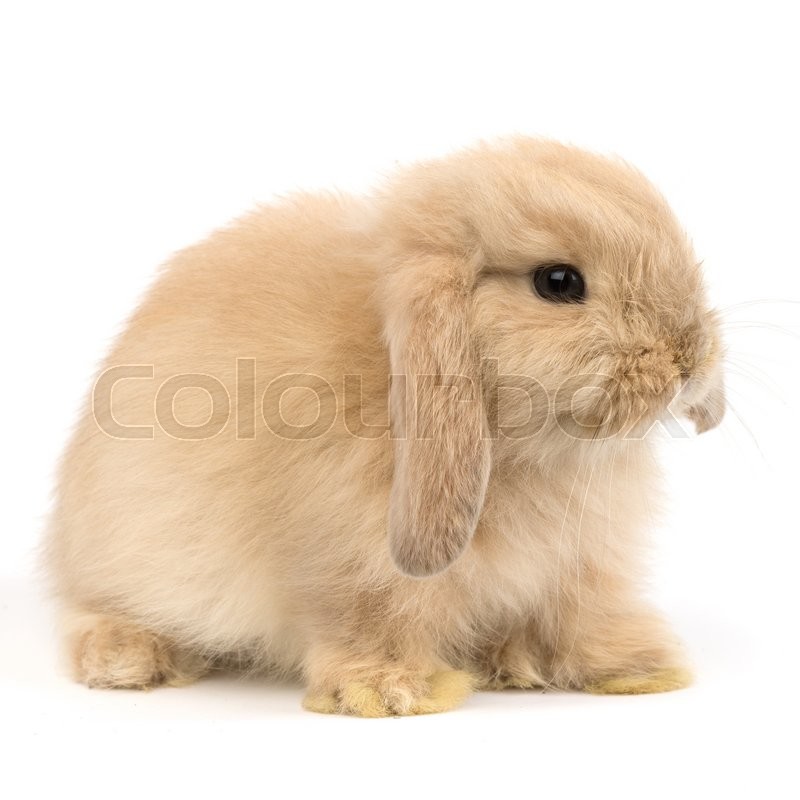 Lop Rabbit