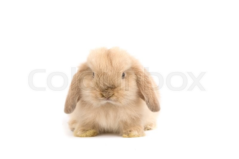 Baby English Lop Rabbit