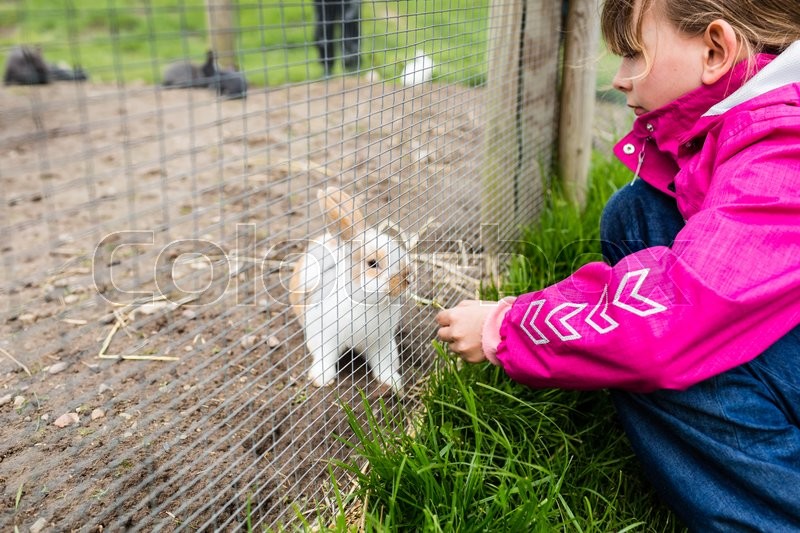 Kids feeding young rabbit with green ... | Stock image | Colourbox