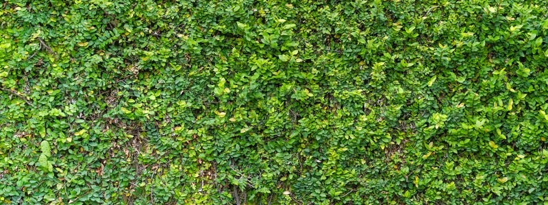 Bush Texture Tile